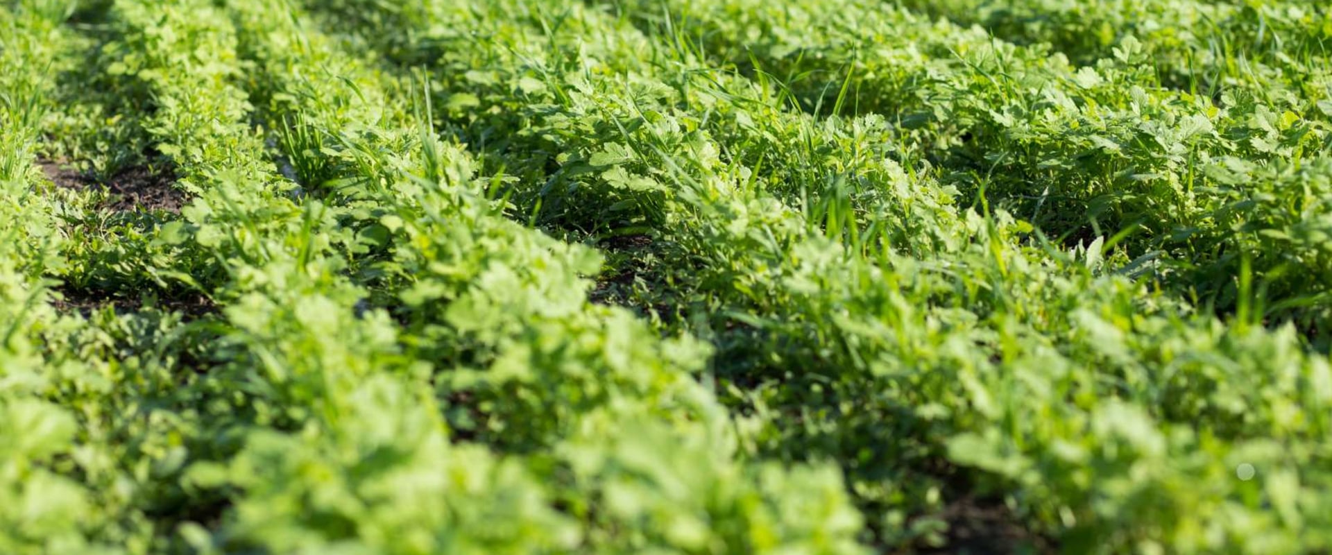 How Regenerative Agriculture Principles and Examples Can Transform ...