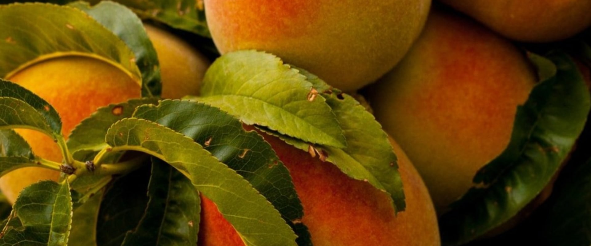 Perfect Timing: When Are Peaches in Season and Why It Matters for Taste ...