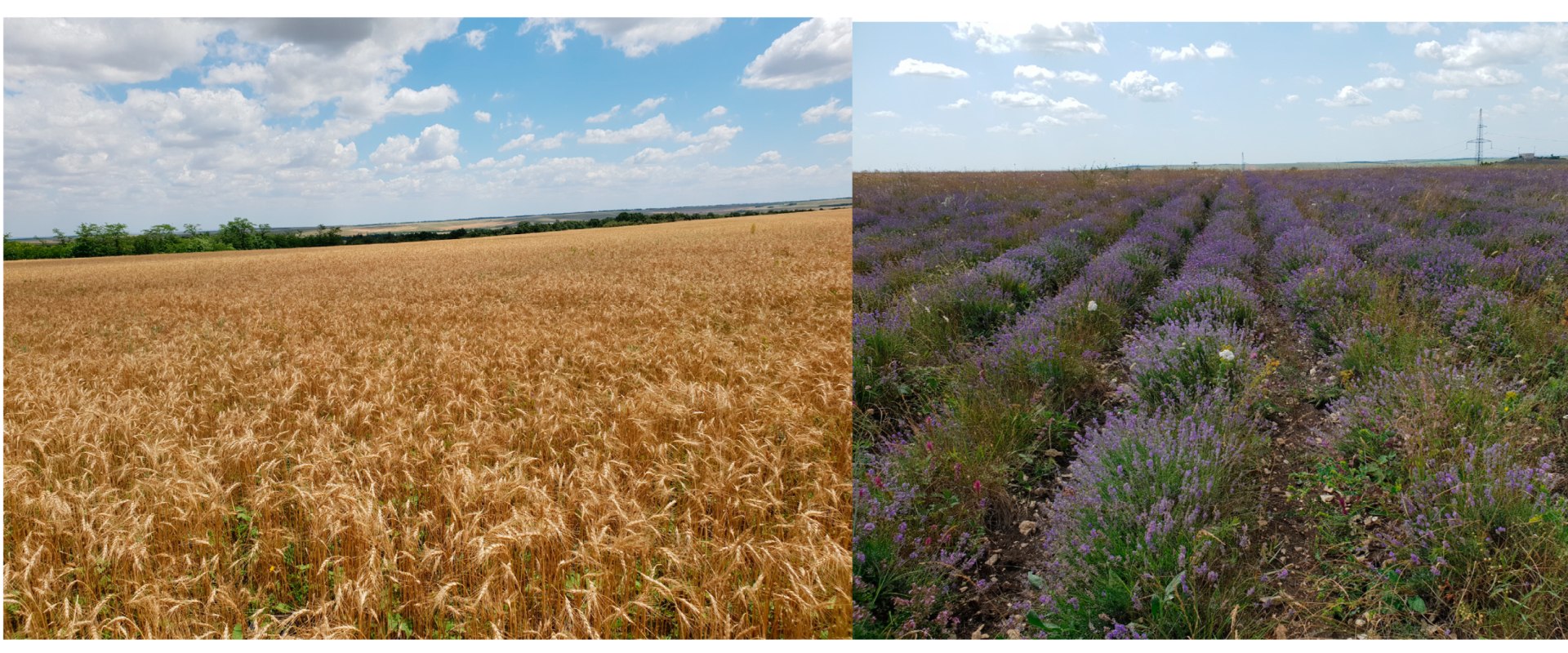 Extensive Vs Intensive Agriculture: Balancing Productivity and ...